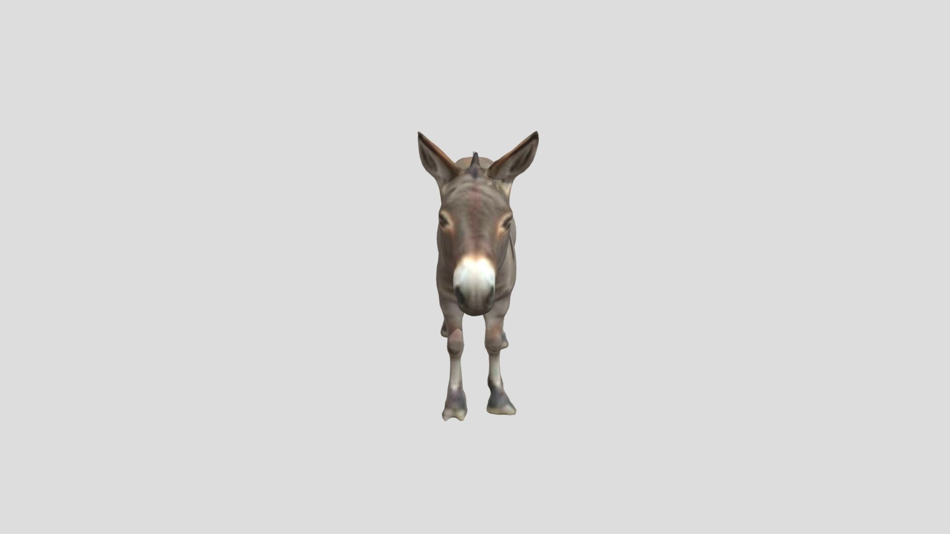 Donkey Profile - 3D model by gery22915 [ea350b7] - Sketchfab