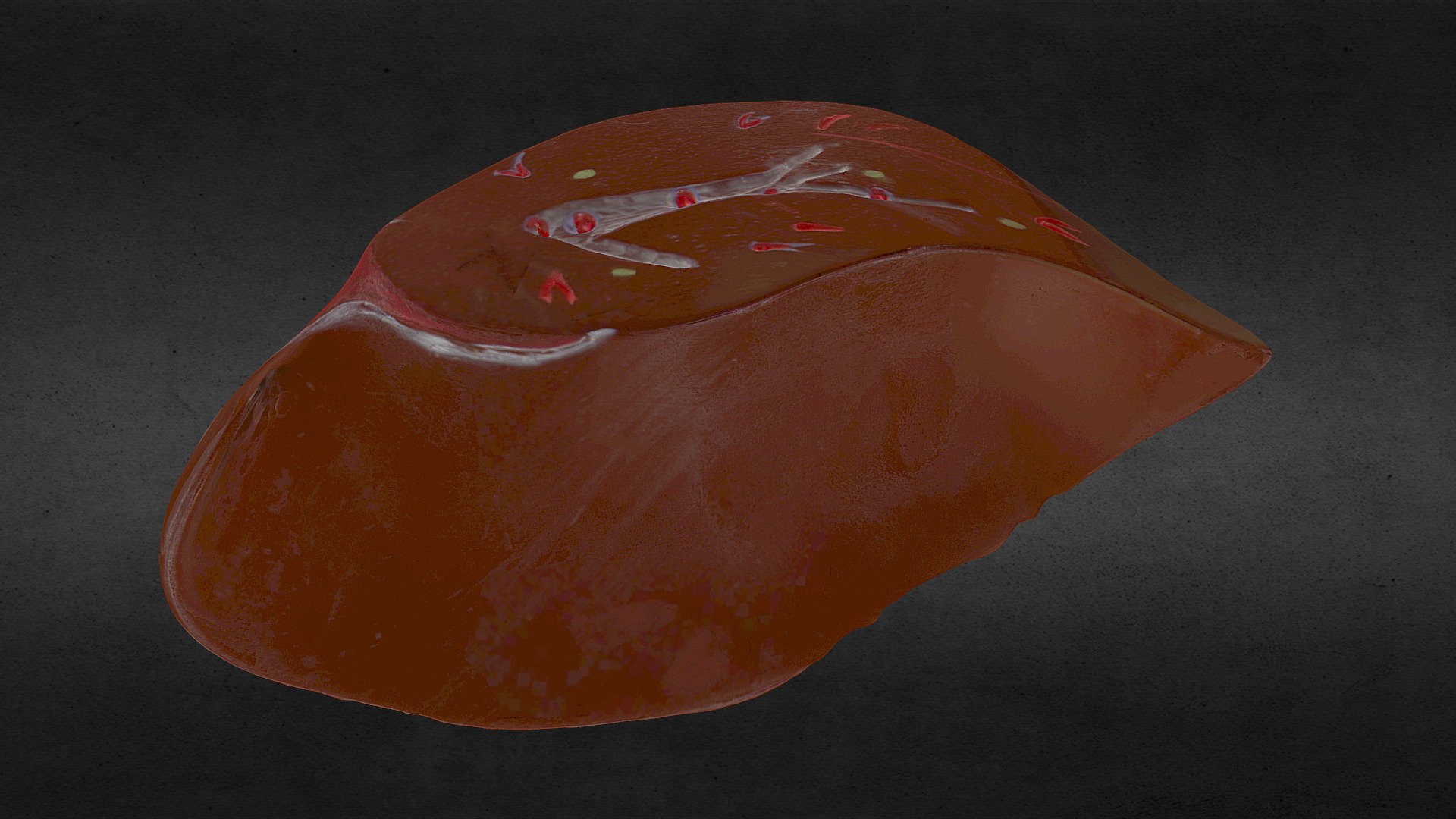 Pig Liver reduced - 3D model by Scott (@interstellar_simian) [ea41c50 ...
