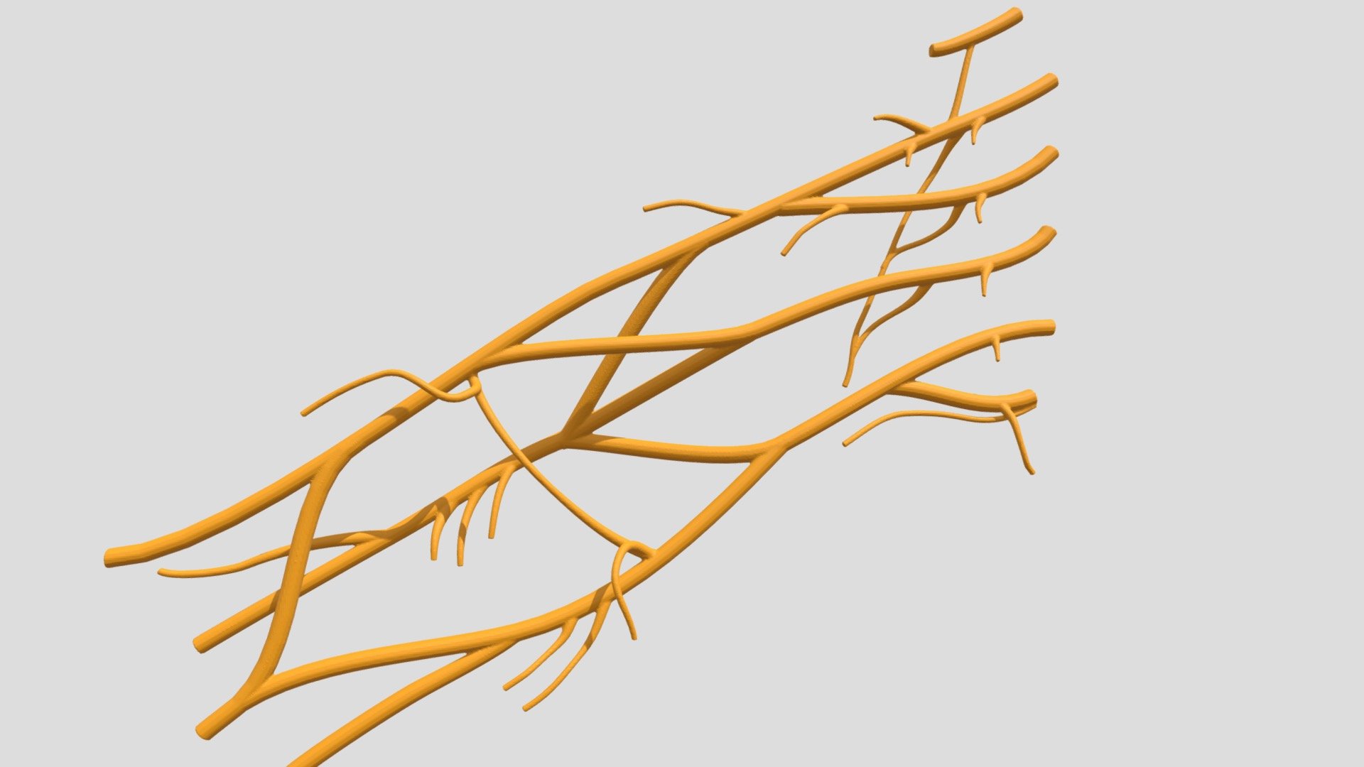 Brachial Plexus Model