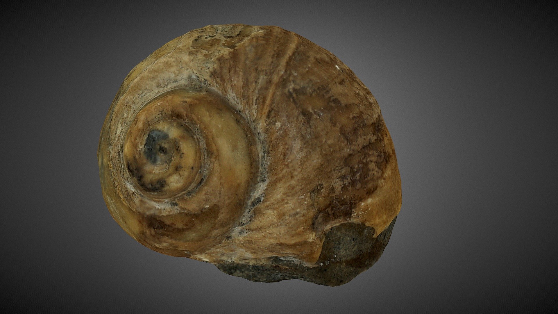 Helix sp. - 3D model by paleontologiaudec [ea52505] - Sketchfab