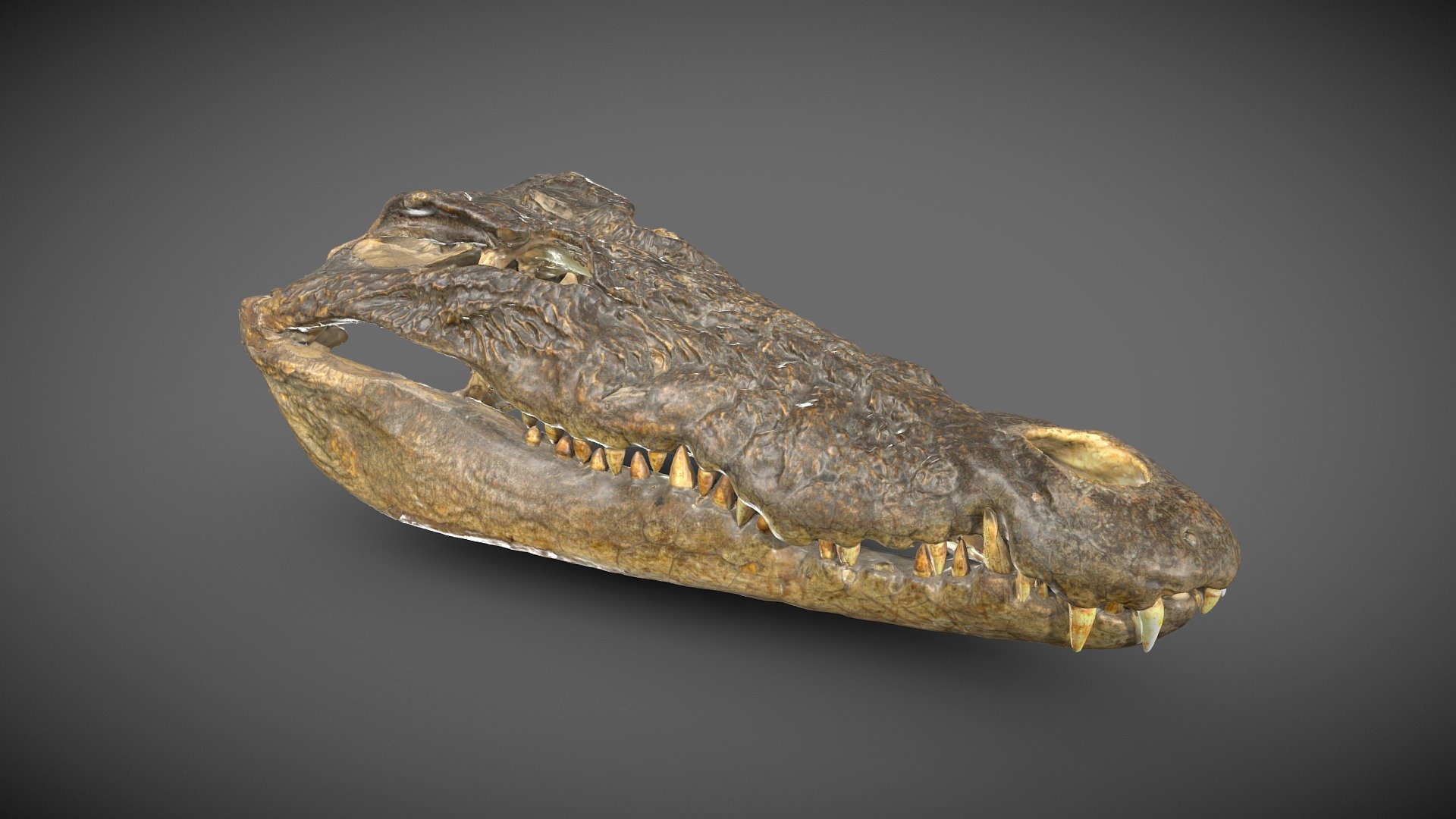 Tête séchée de crocodile du Nil - Download Free 3D model by Alienor.org, Conseil des musées ...