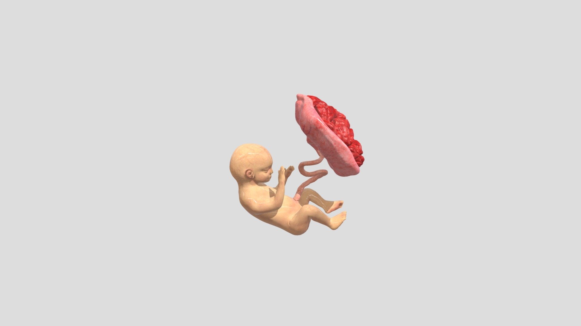 Fetus - 3D model by Sarah Montani (@aptiq) [ea52ed7] - Sketchfab