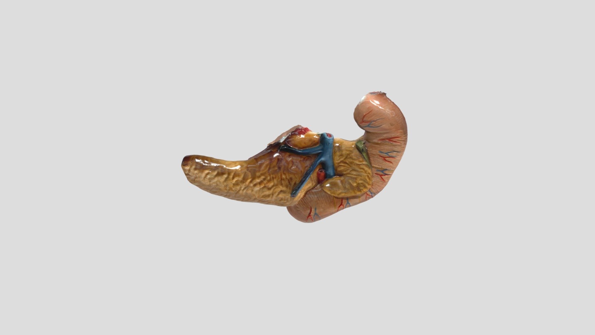 Pancreas - 3D model by CLTE Edtech User9 (@eyeNear) [ea552c7] - Sketchfab