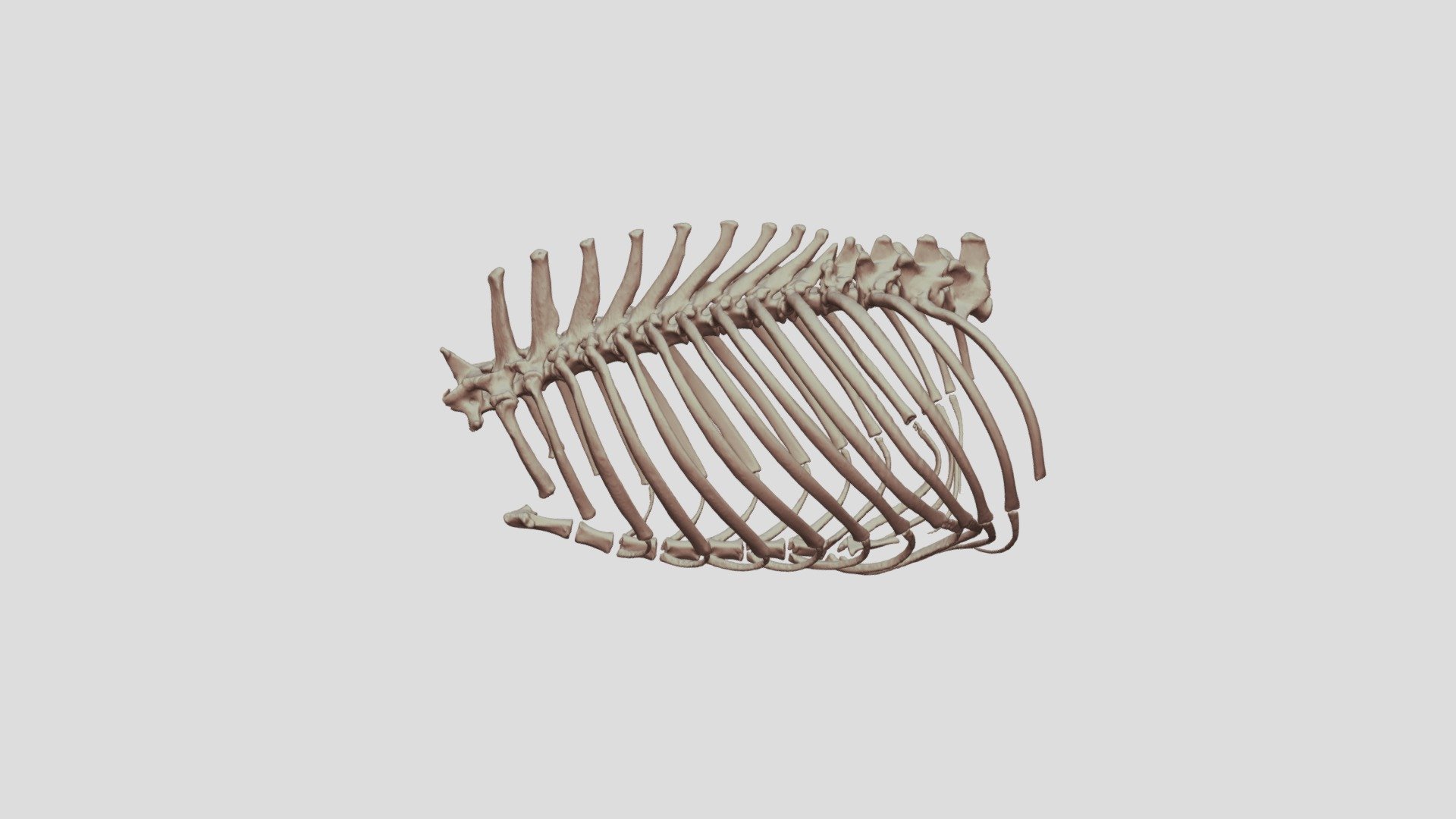 ribs - 3D model by 3Dradiology [ea5c898] - Sketchfab
