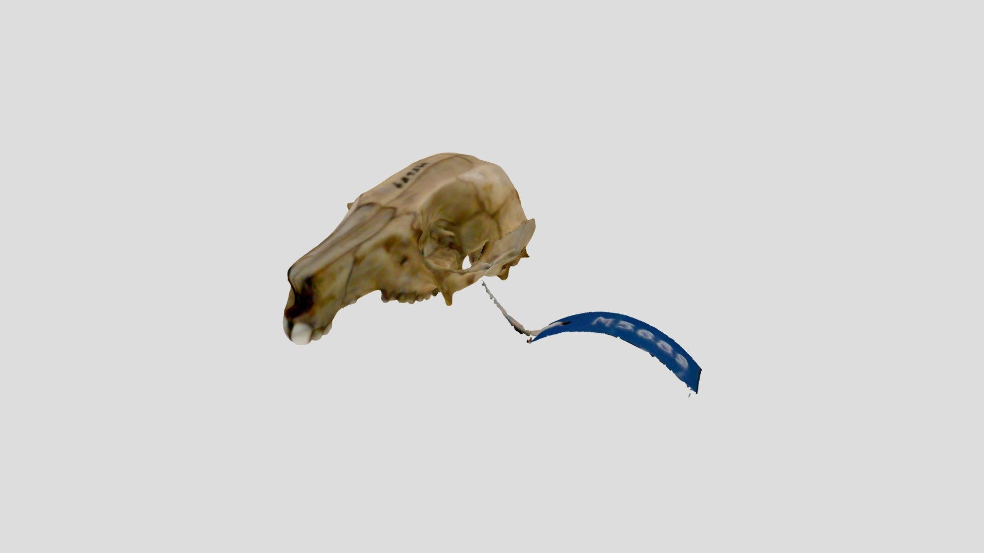 WAM M5689 - Rufous Hare-Wallaby or Mala (Skull) - 3D model by Western ...