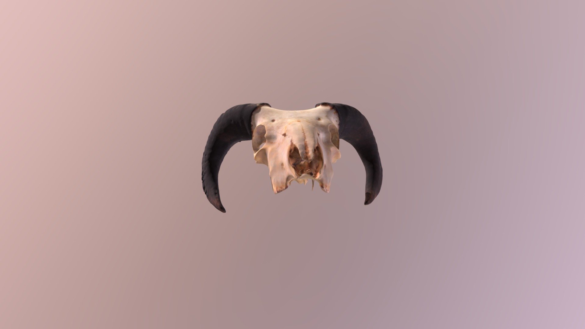 ram's skull - 3D model by Sinshaar [ea63072] - Sketchfab