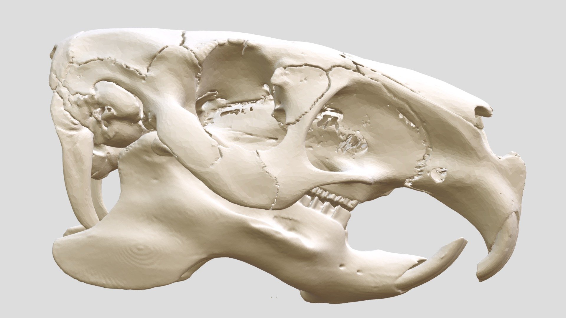 Hydrochoerus hydrochaeris (MSB:Mamm:56081) - 3D model by Biodiversity ...