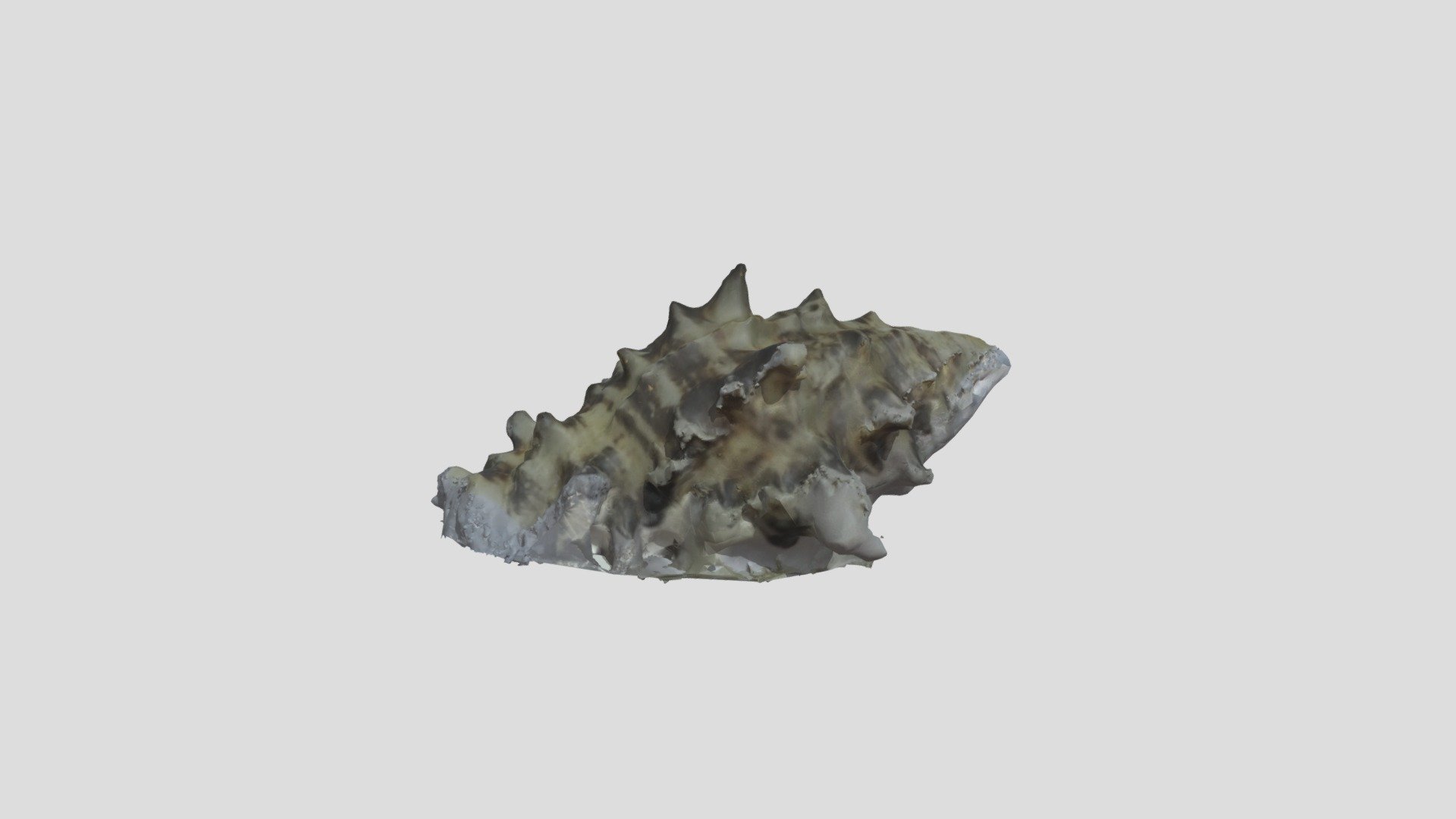 Shell2327model - 3D model by jc849732 [ea70144] - Sketchfab