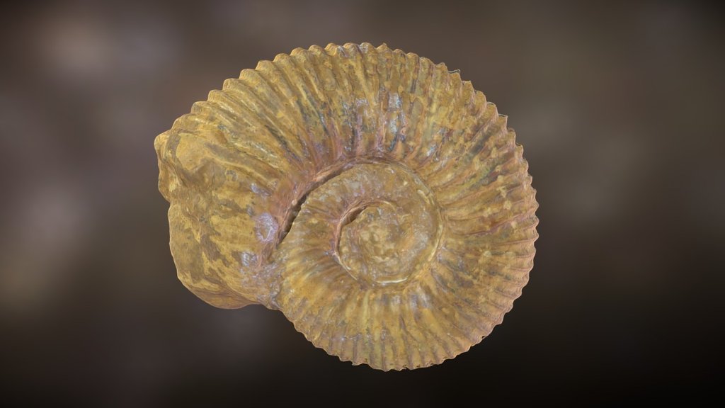 Ammonite - 3D model by García Ávila, M. (@garcia.avila) [ea701f1 ...
