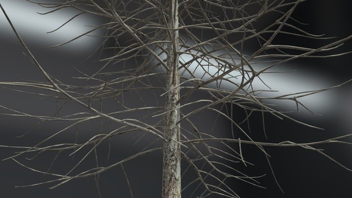 Taiga 3D models - Sketchfab