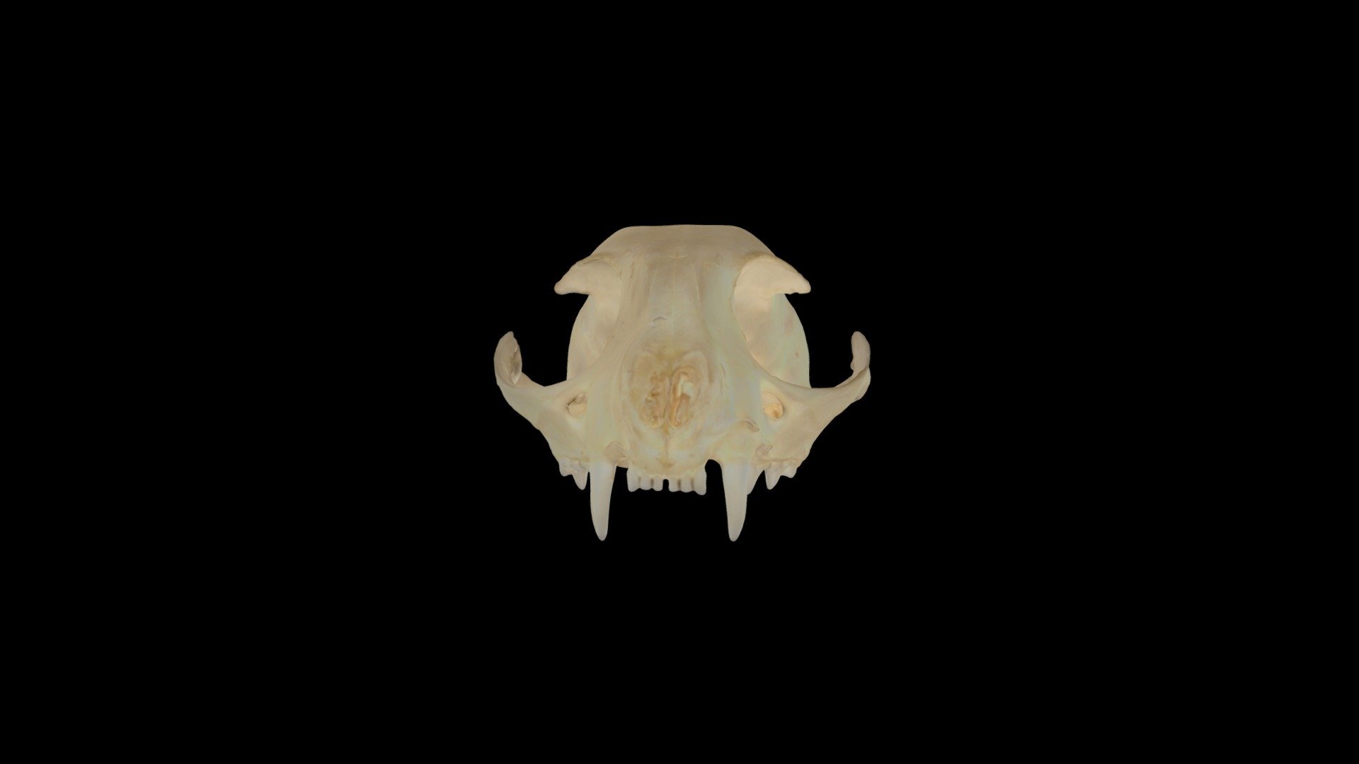 Whole Skull without Mandible - Download Free 3D model by ...