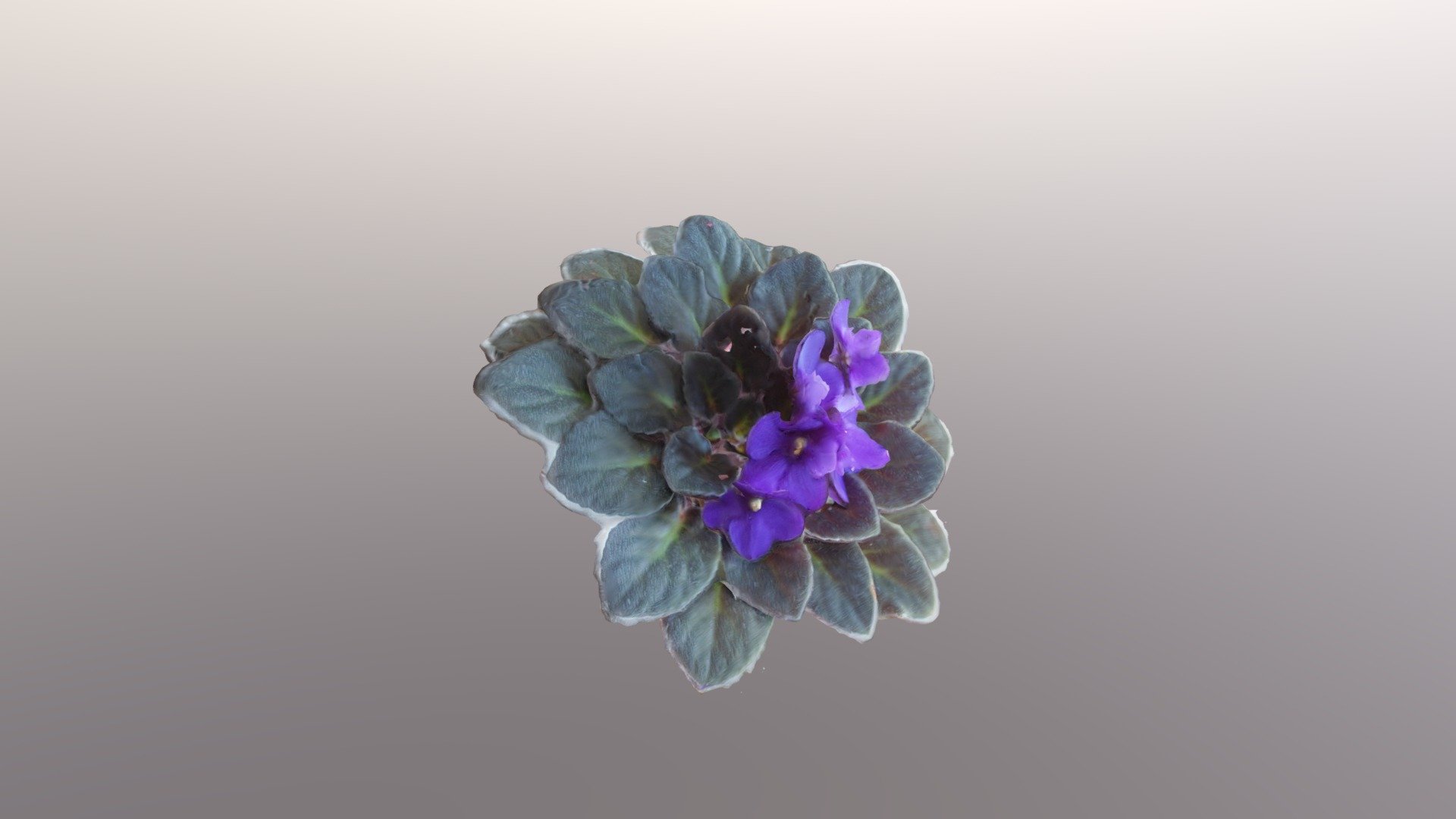 Violets - Download Free 3D model by lenivez [ea7e64c] - Sketchfab