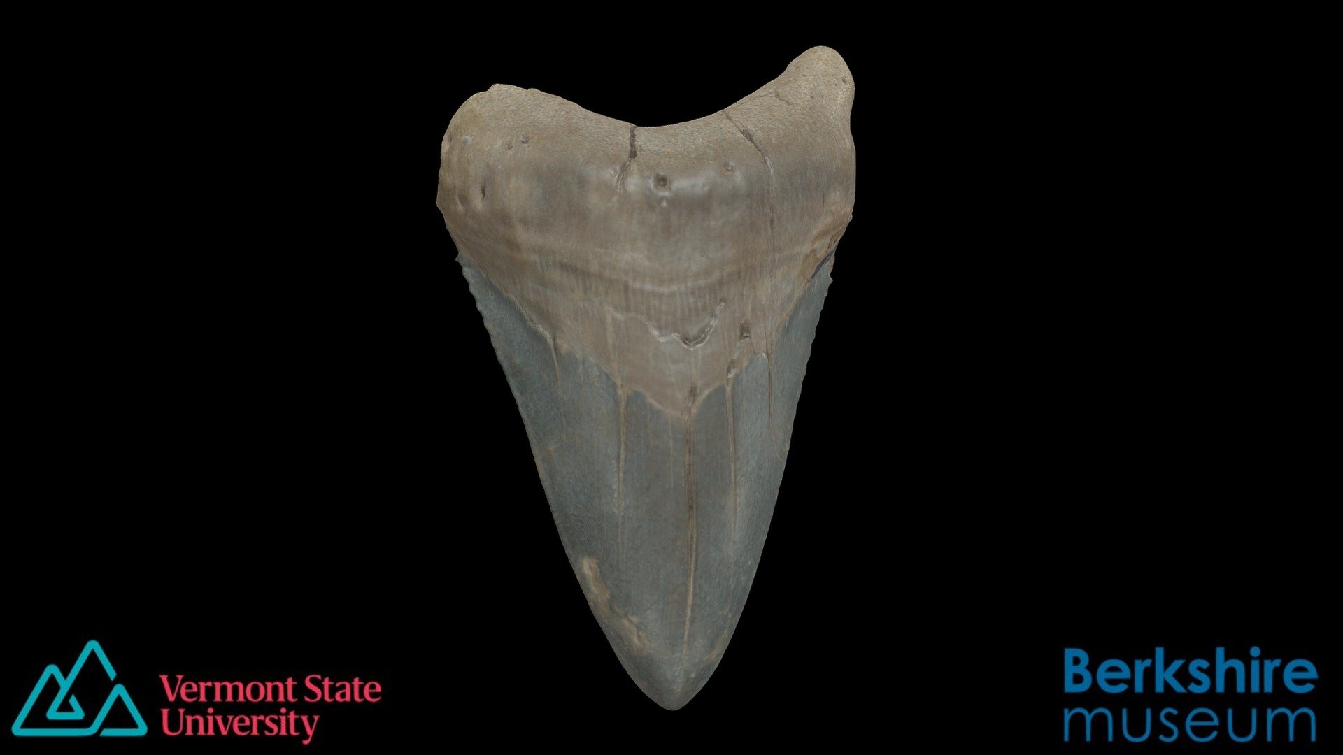 Megalodon Tooth (Berkshire 2023.6) - 3D model by Vermont State Univ ...