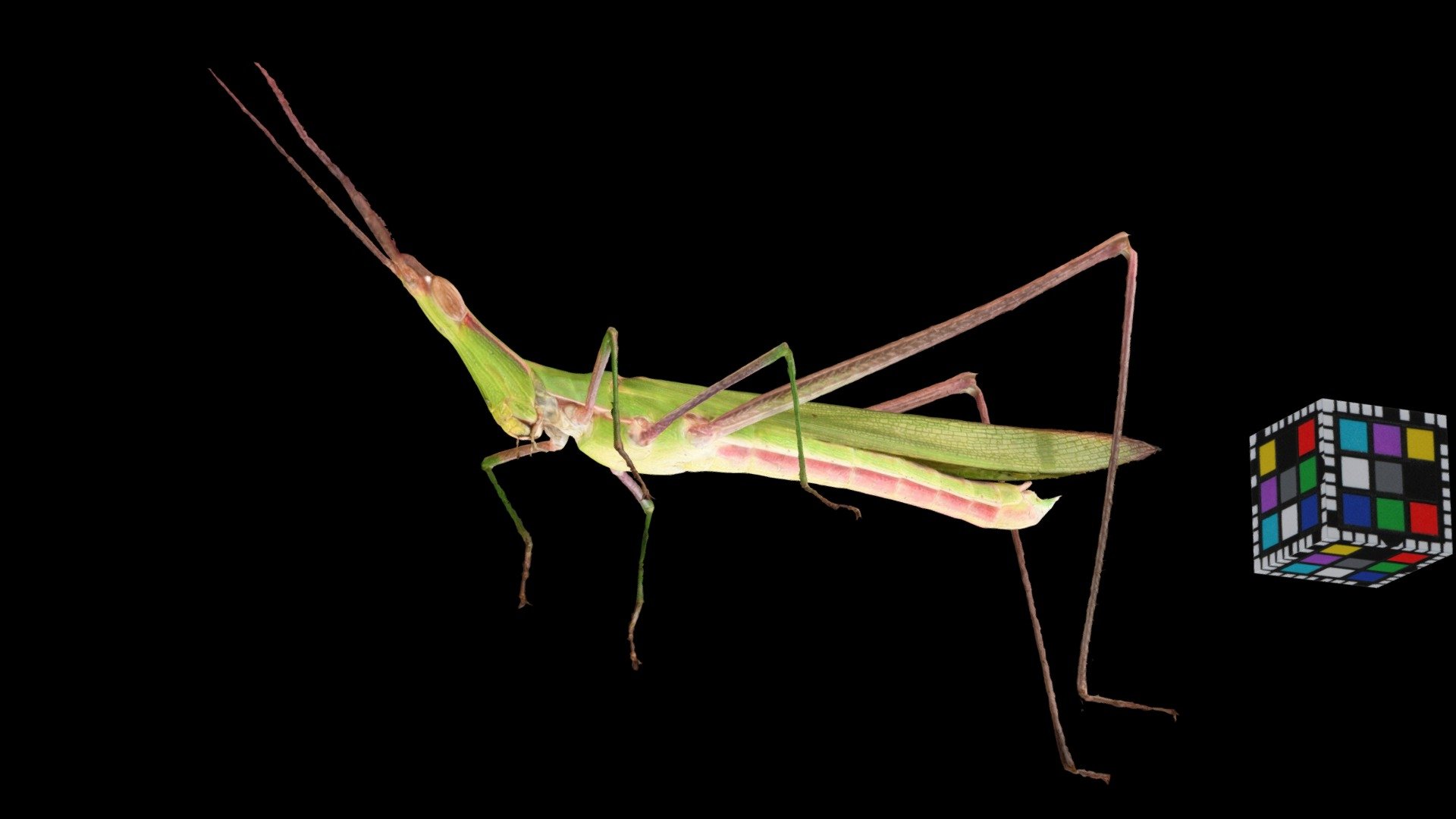 ショウリョウバッタ ♂ Longheaded Locust, Acrida cinerea - Download Free 3D model ...