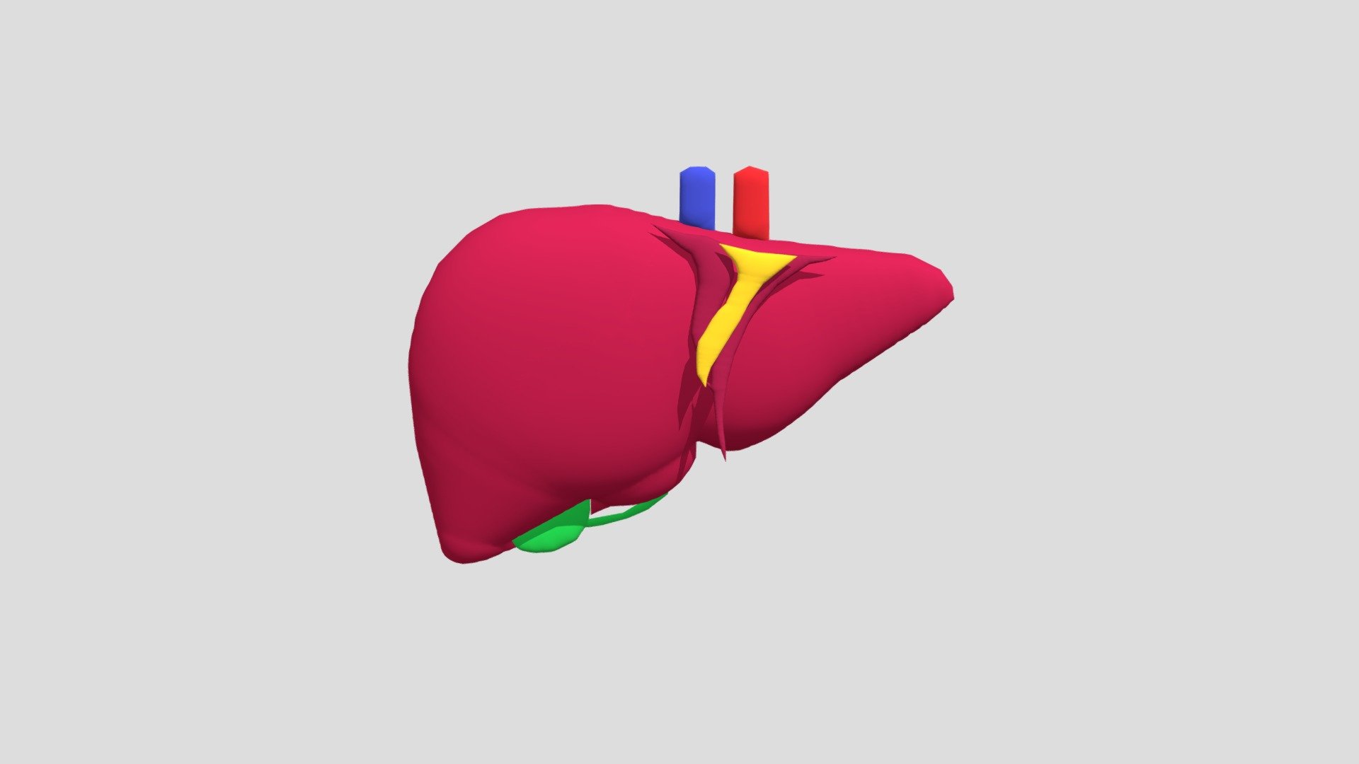 Liver 3D - Download Free 3D model by rismarivaille [ea8ab7c] - Sketchfab