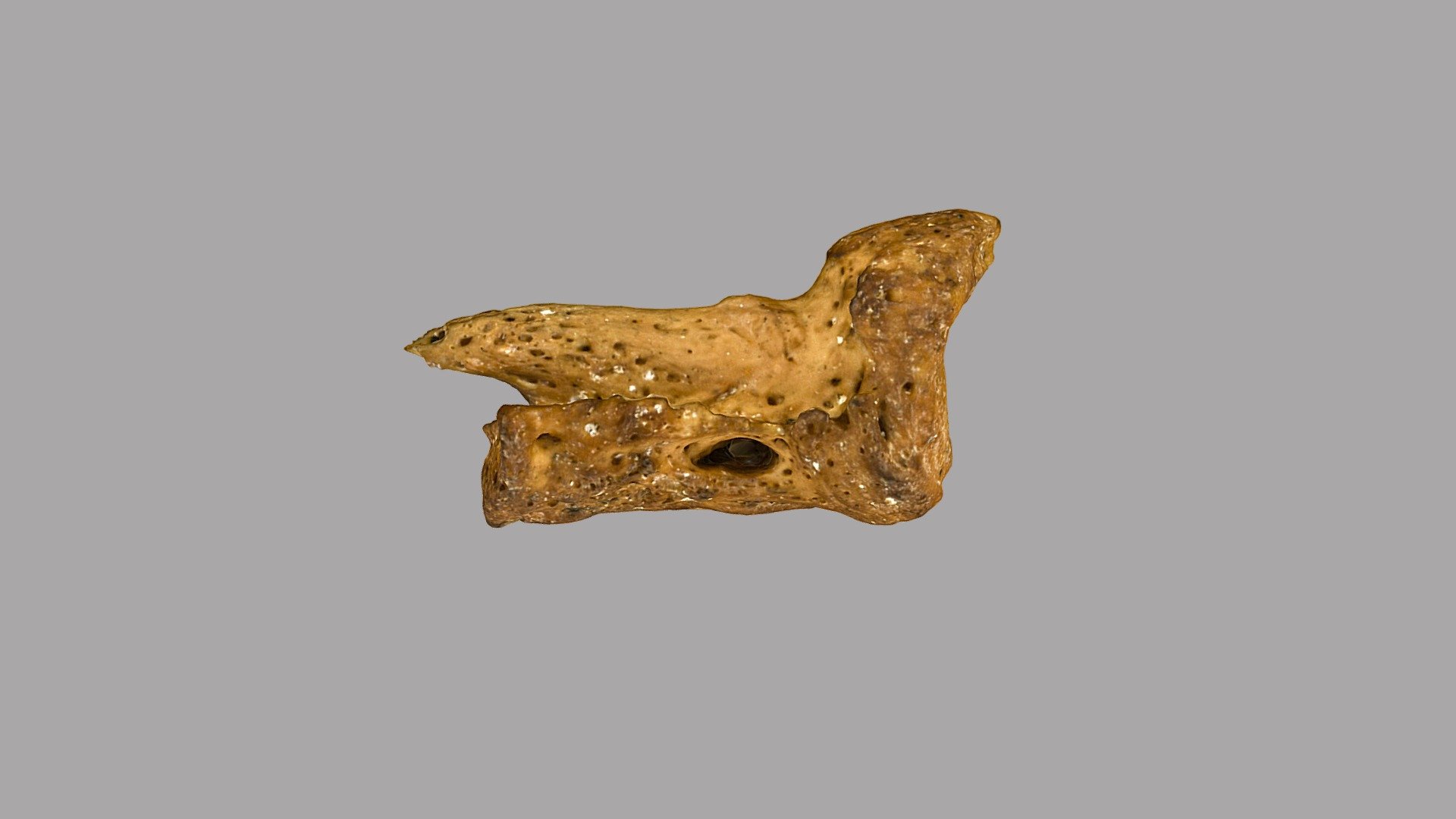 Walrus distal phalanx (pes/back flipper) - 3D model by 4-OCEANS Virtual ...