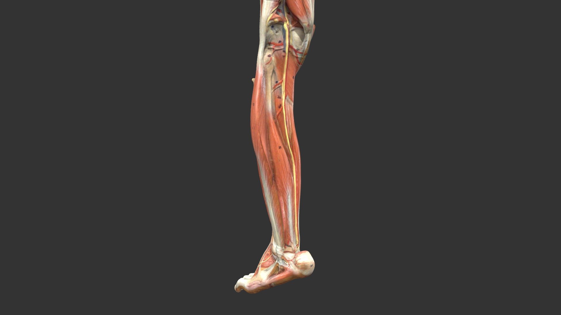 lowerlimb5 - 3D model by 輔仁大學 [ea998b8] - Sketchfab