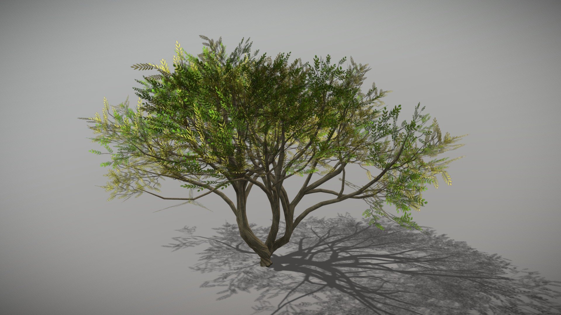 Acacia 4 (Animated Tree) - Buy Royalty Free 3D model by bsp [ea9f67b ...