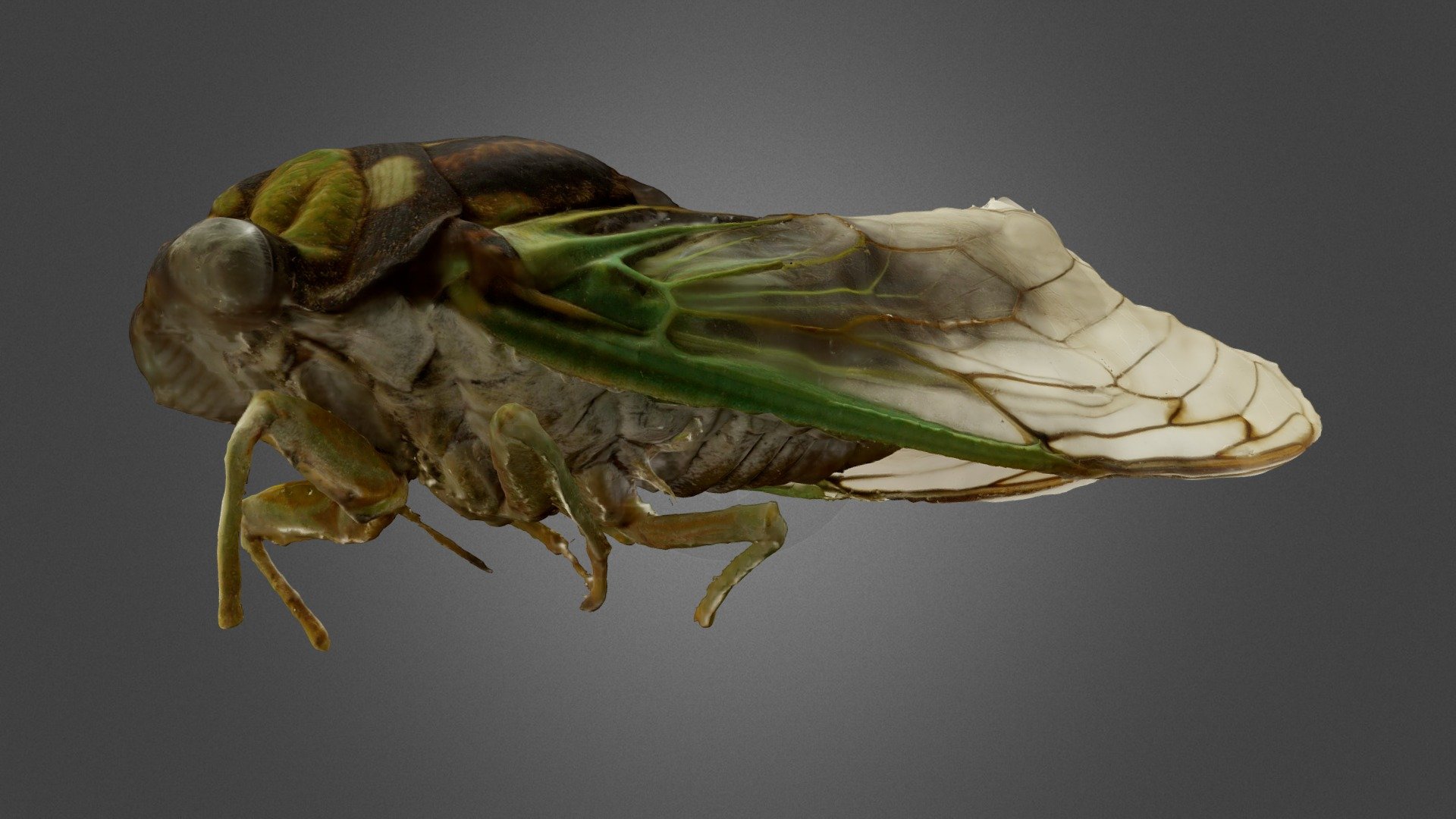 Cicada - Download Free 3D model by lh (@lhsf) [ea9fefe] - Sketchfab