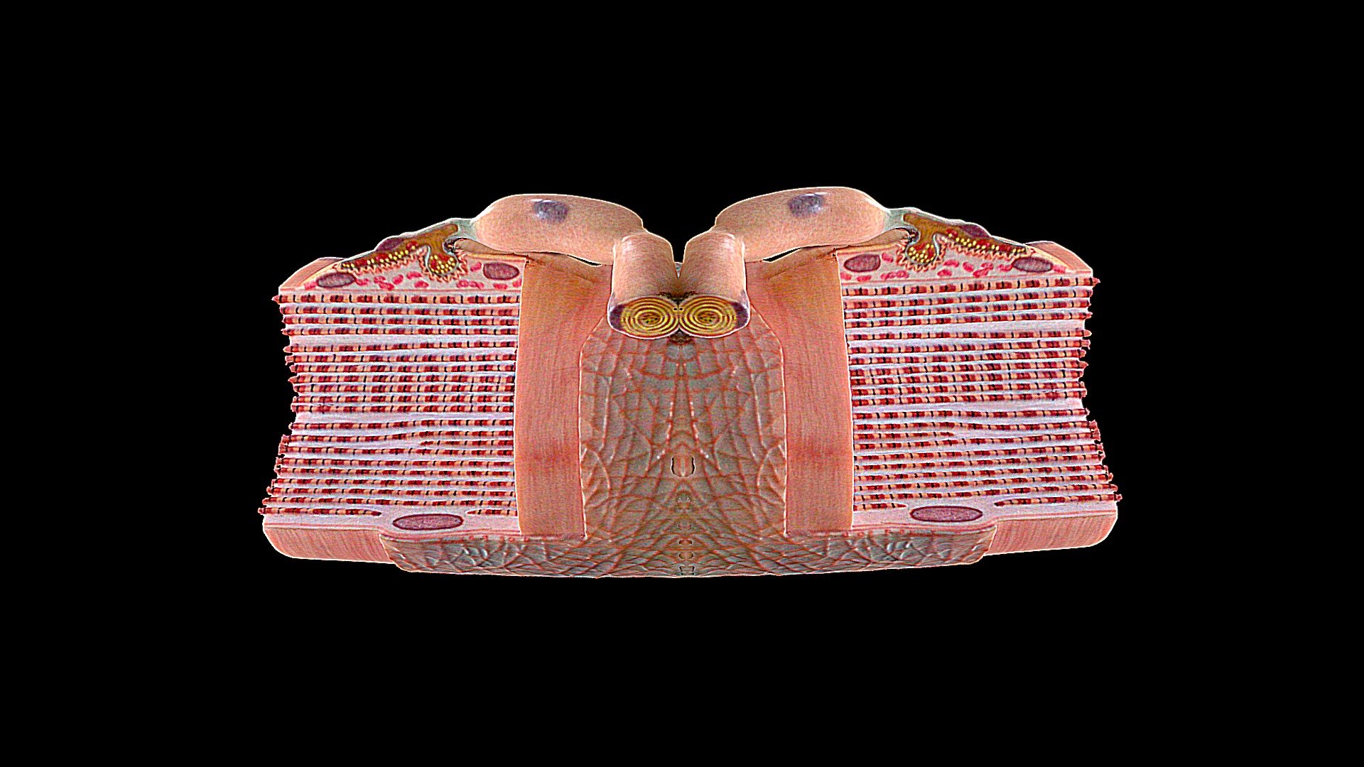Skeletal Muscle Fiber2 - 3D model by tkanan [eaa23f6] - Sketchfab