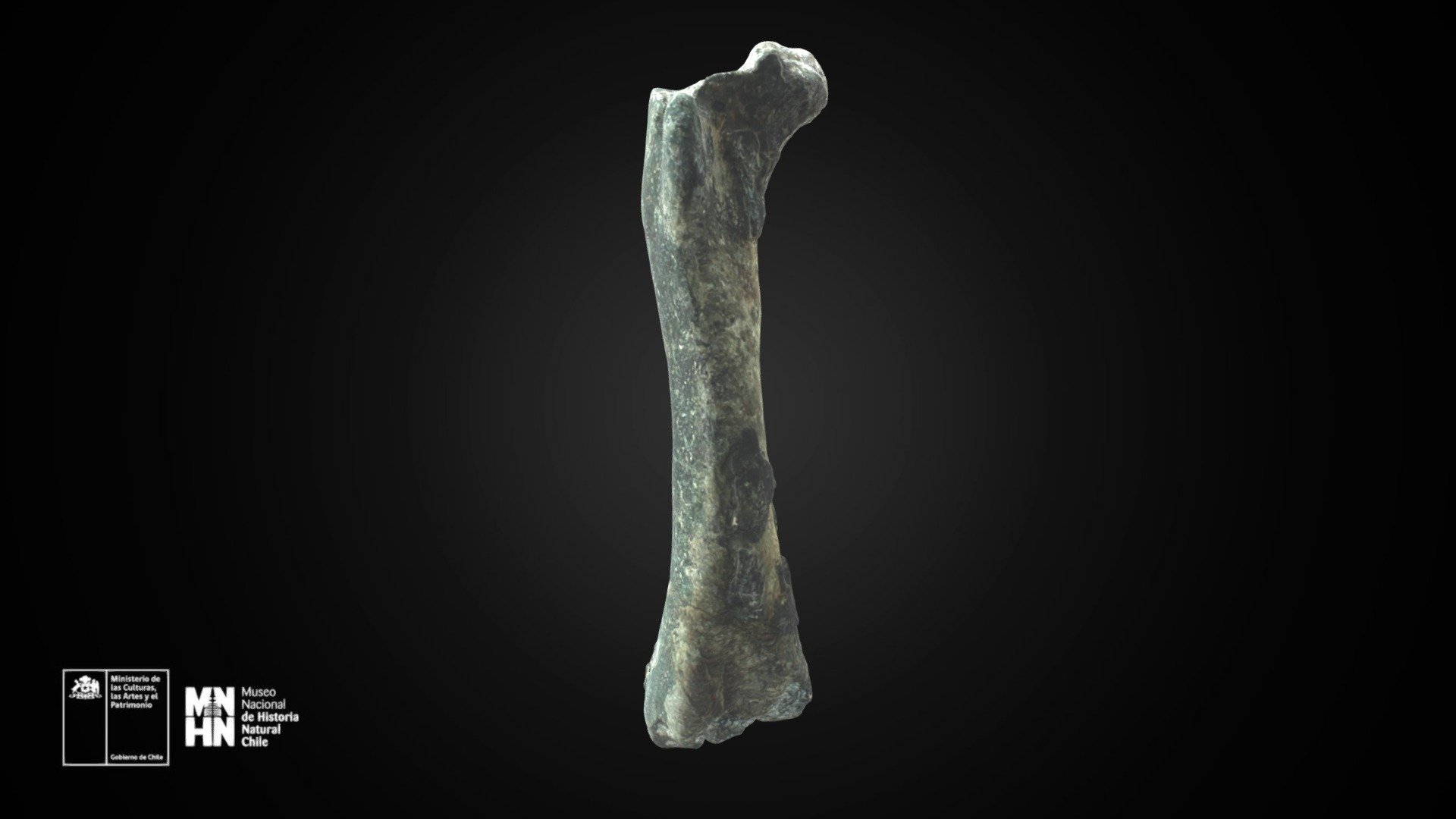 Chilesaurus diegosuarezi. Fémur derecho - Download Free 3D model by ...