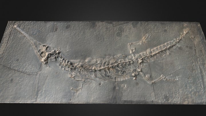 Teleosaur 3D models - Sketchfab