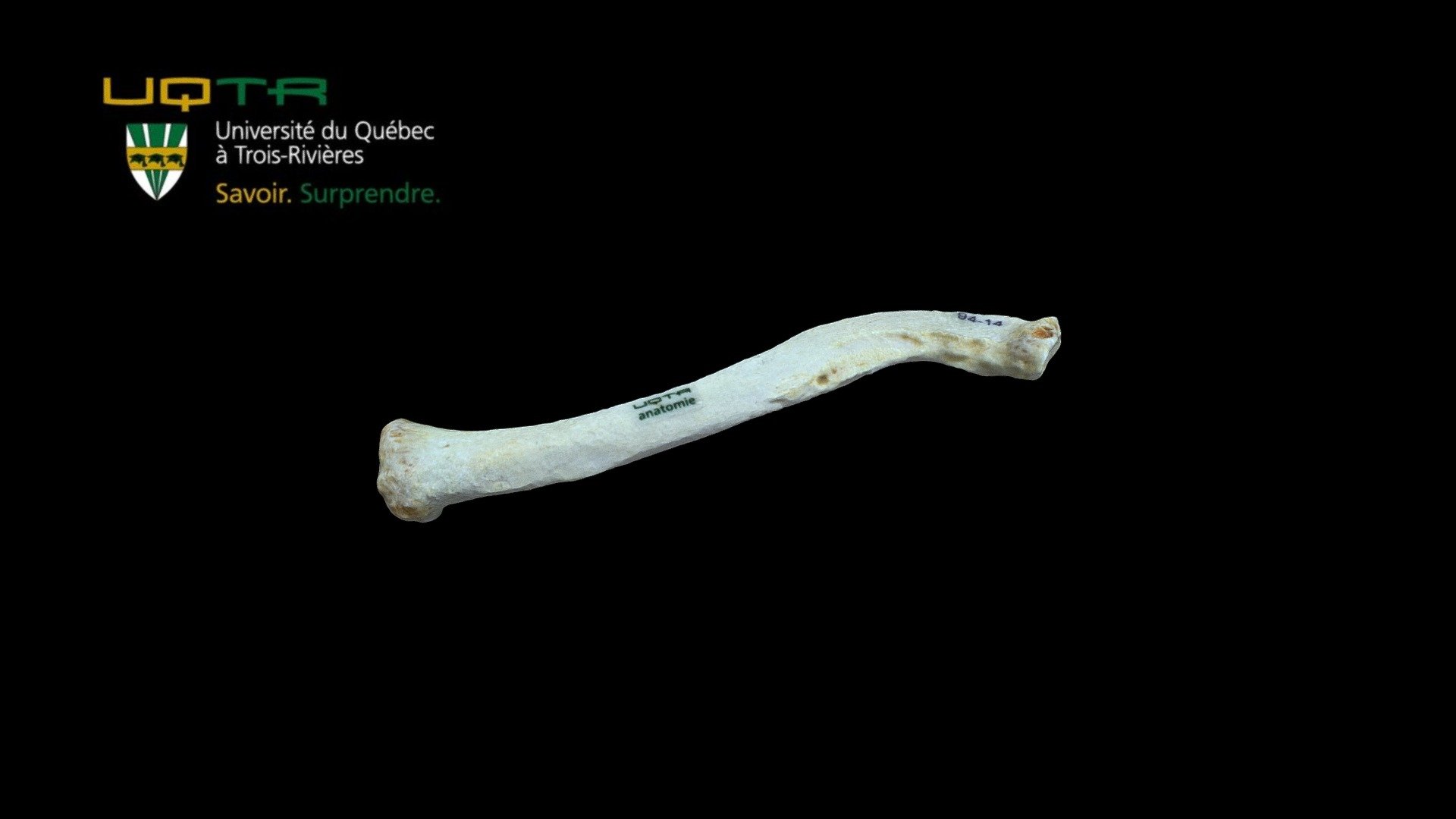 Clavicule gauche / Left clavicle - 3D model by Anatomie UQTR - Anatomy ...