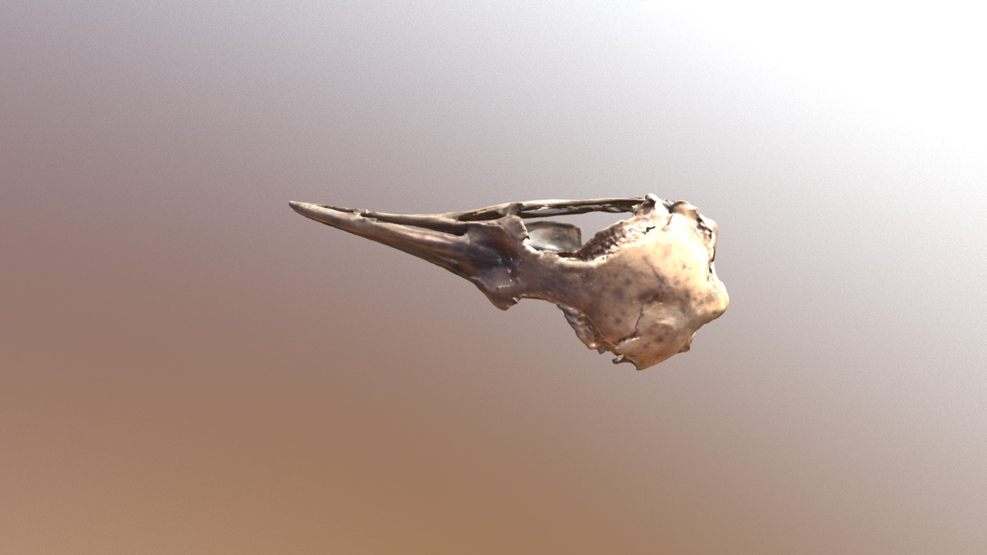 Penguin-skull - 3D model by JJ_Cameron [eab1c1c] - Sketchfab