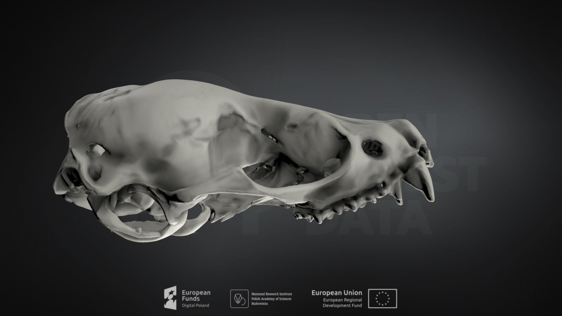 Eptesicus nilssonii (Northern Bat) - Download Free 3D model by Mammal ...