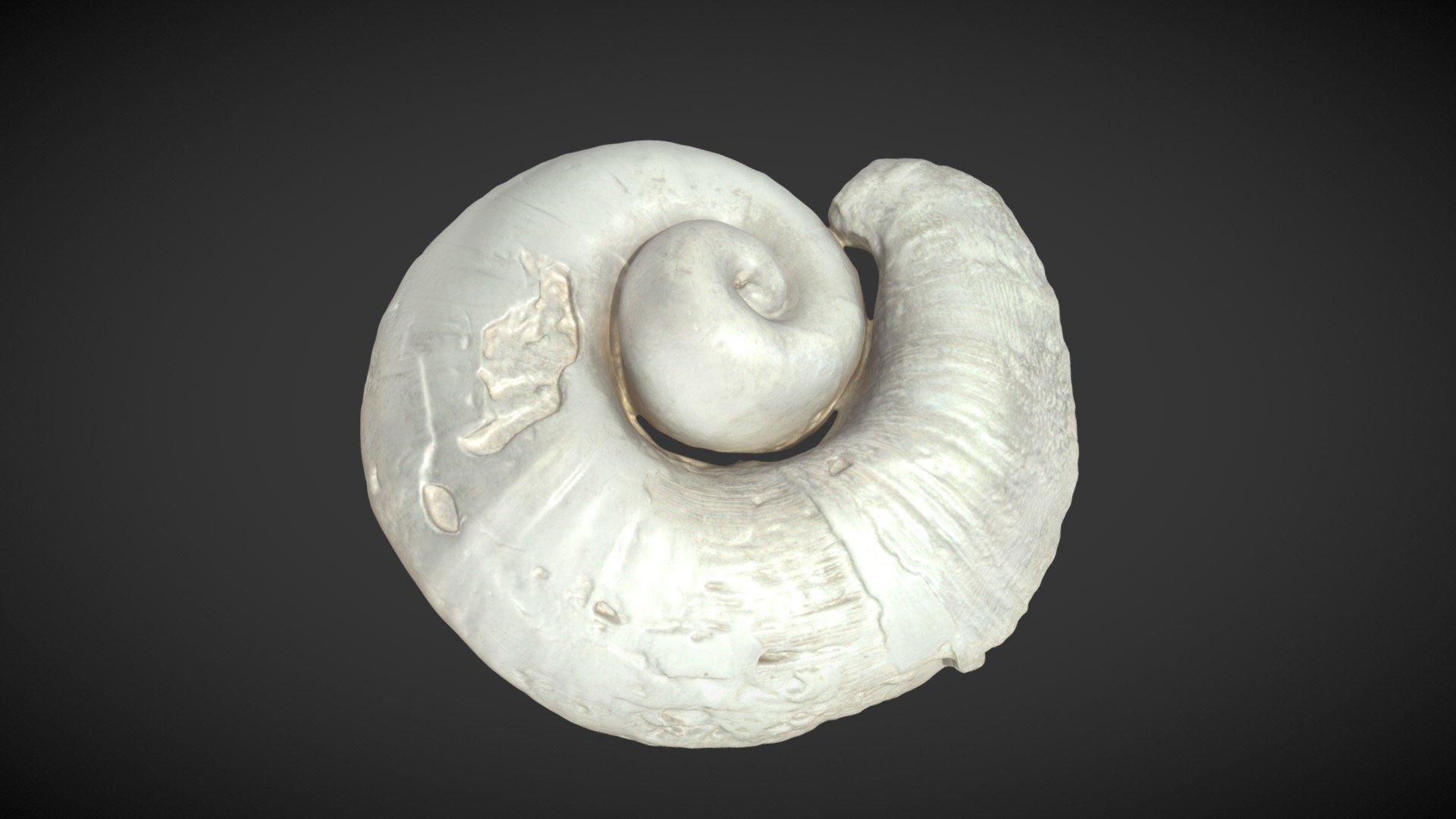 The coiled rudist Caprina adversa - Download Free 3D model by EDDyLab ...