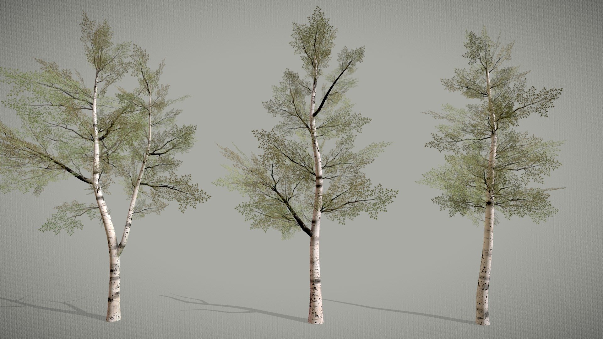 Birch Trees - 3D model by Nomeda Repsaite (@NomedaRepsaite) [eab993d ...