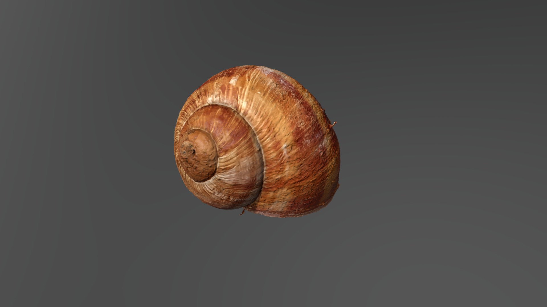 Snail house - Download Free 3D model by jankhooo [eabd58c] - Sketchfab