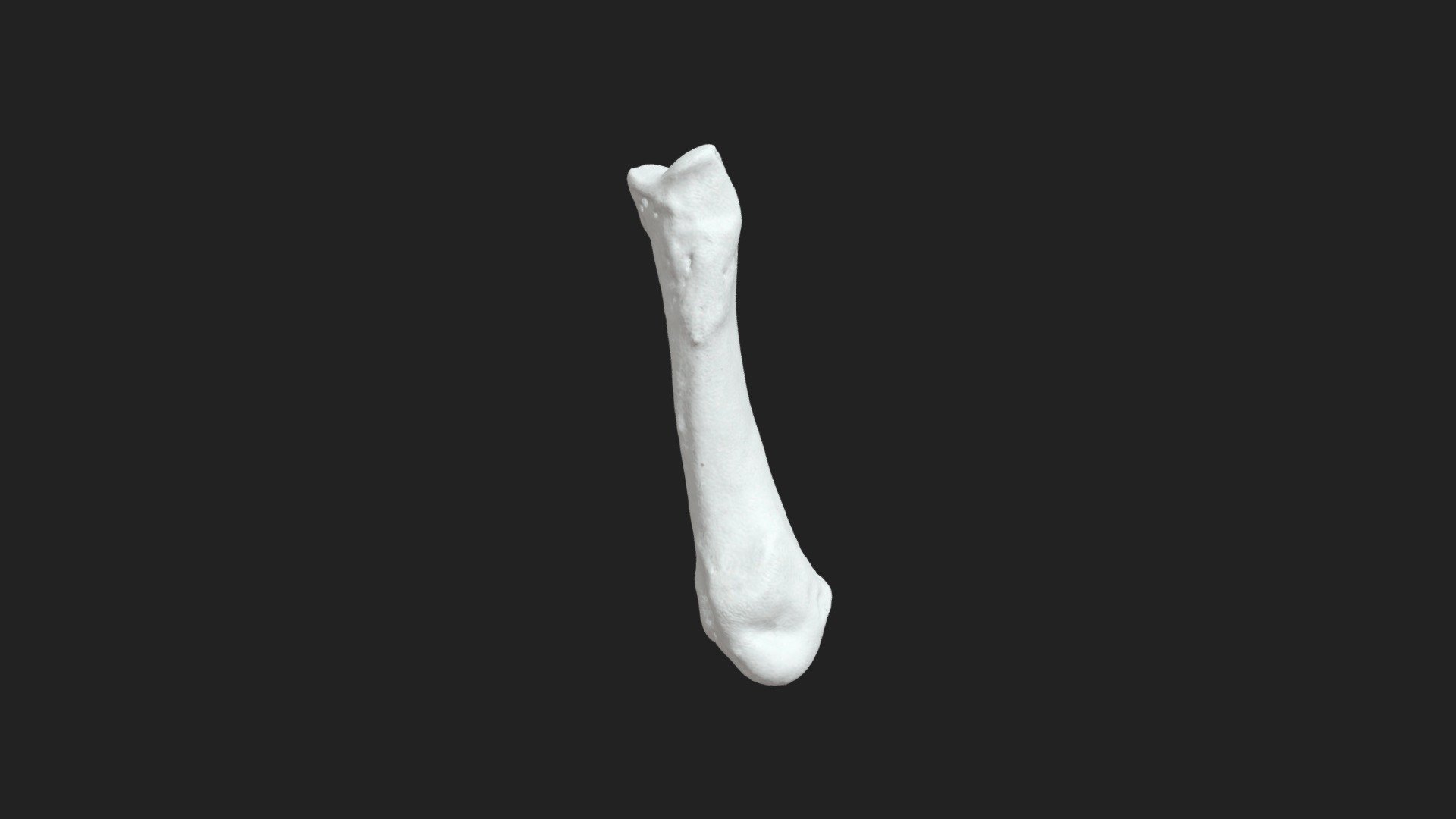 1st metacarpal bone (os metacarpale) dog - Download Free 3D model by ...