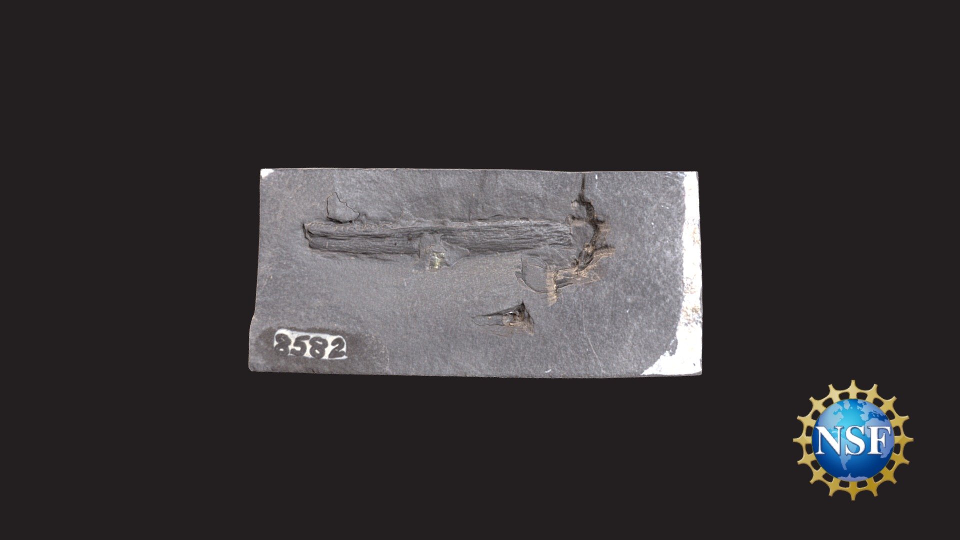 CMNH 8582 Micro Arthrodire Infragnathal - 3D model by Cleveland Museum ...