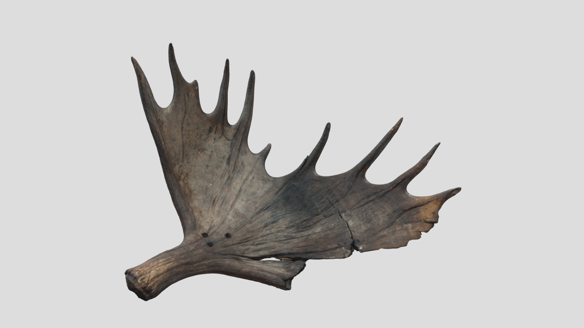 Antlers v1 - Download Free 3D model by robin.m.patel [ead51f7] - Sketchfab
