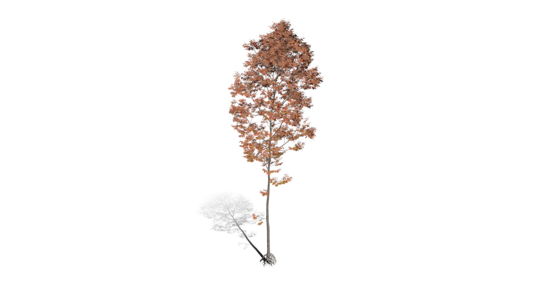 Realistic HD Northern red oak (82/138) - Download Free 3D model by ...
