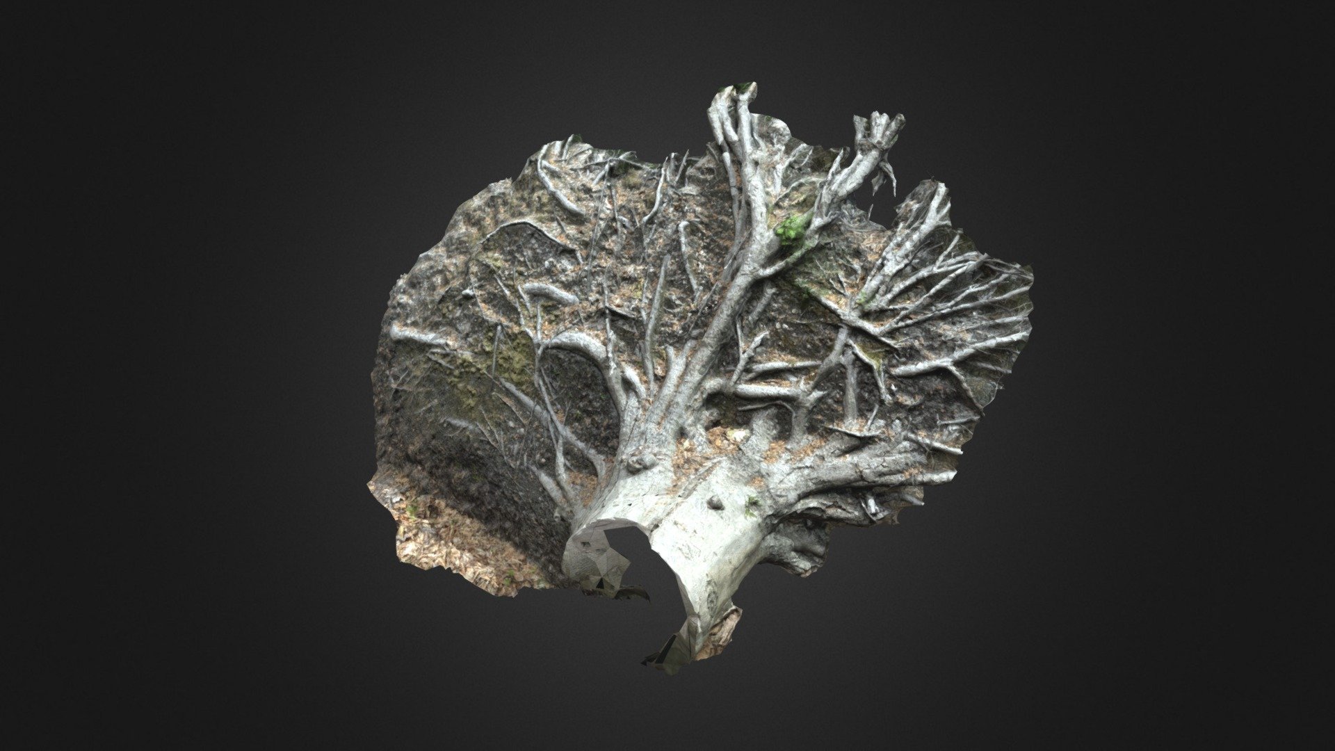 Fallen Tree Scan - 3D model by apple1rule [eae2a2c] - Sketchfab
