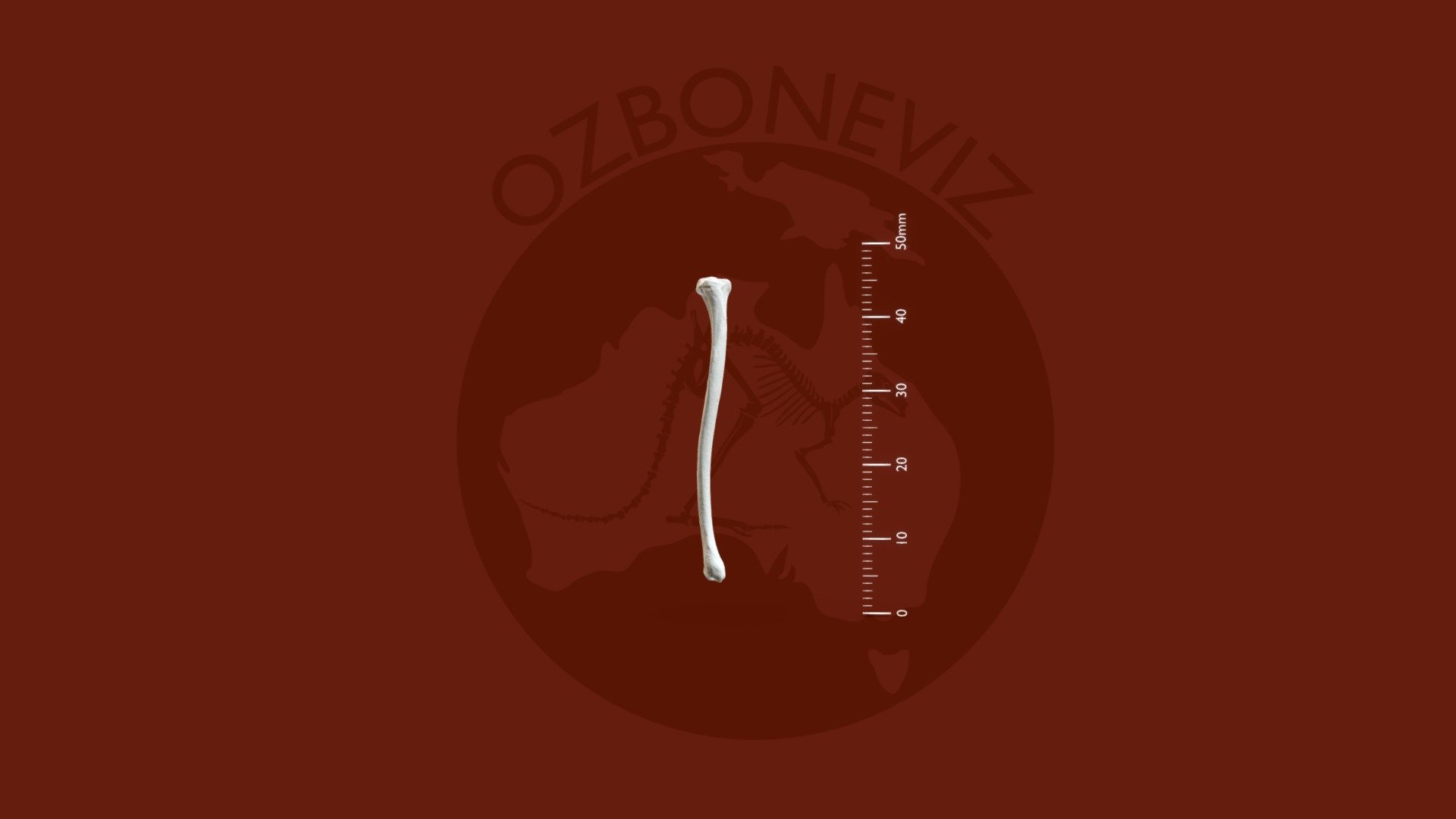 Kowari tibia - 3D model by Ozboneviz [eae403f] - Sketchfab