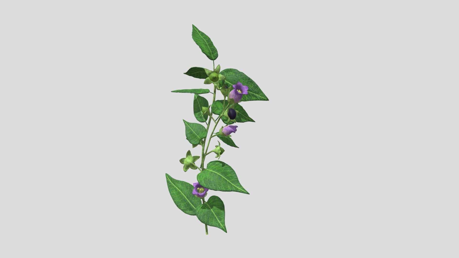 Belladonna - 3D model by amsiu [eae5d6a] - Sketchfab