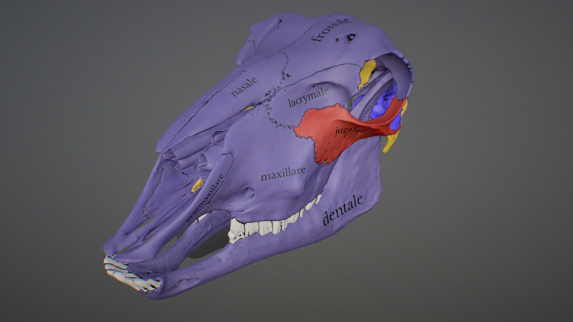 Glaveni skelet ovce (Ovis aries) - 3D model by moma9292 [eaeb042 ...