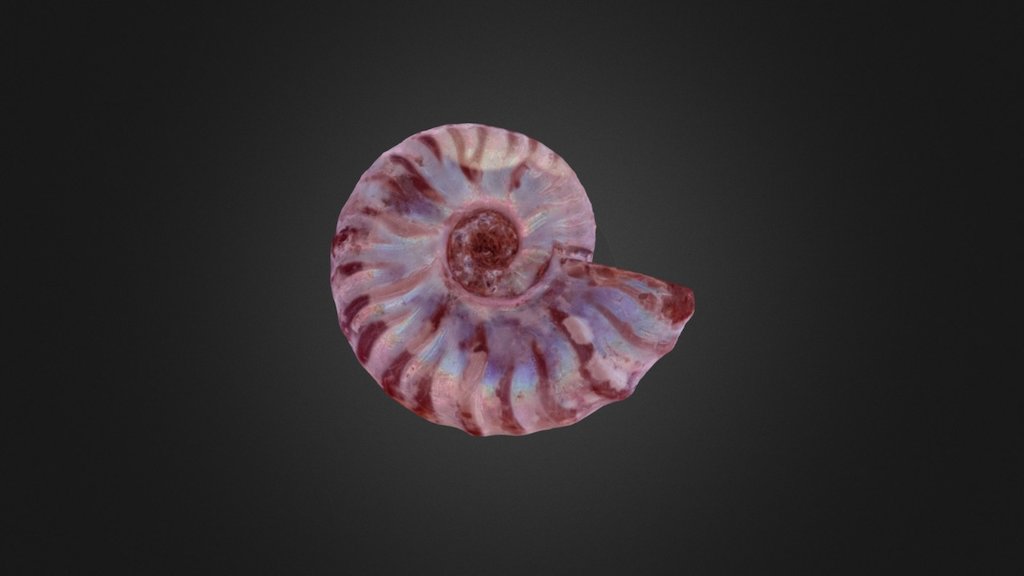 Pearly ammonite - 3D model by GeoNico [eaedfb2] - Sketchfab