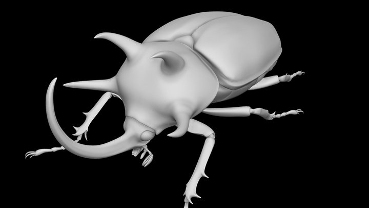 Beetle 3D models - Sketchfab