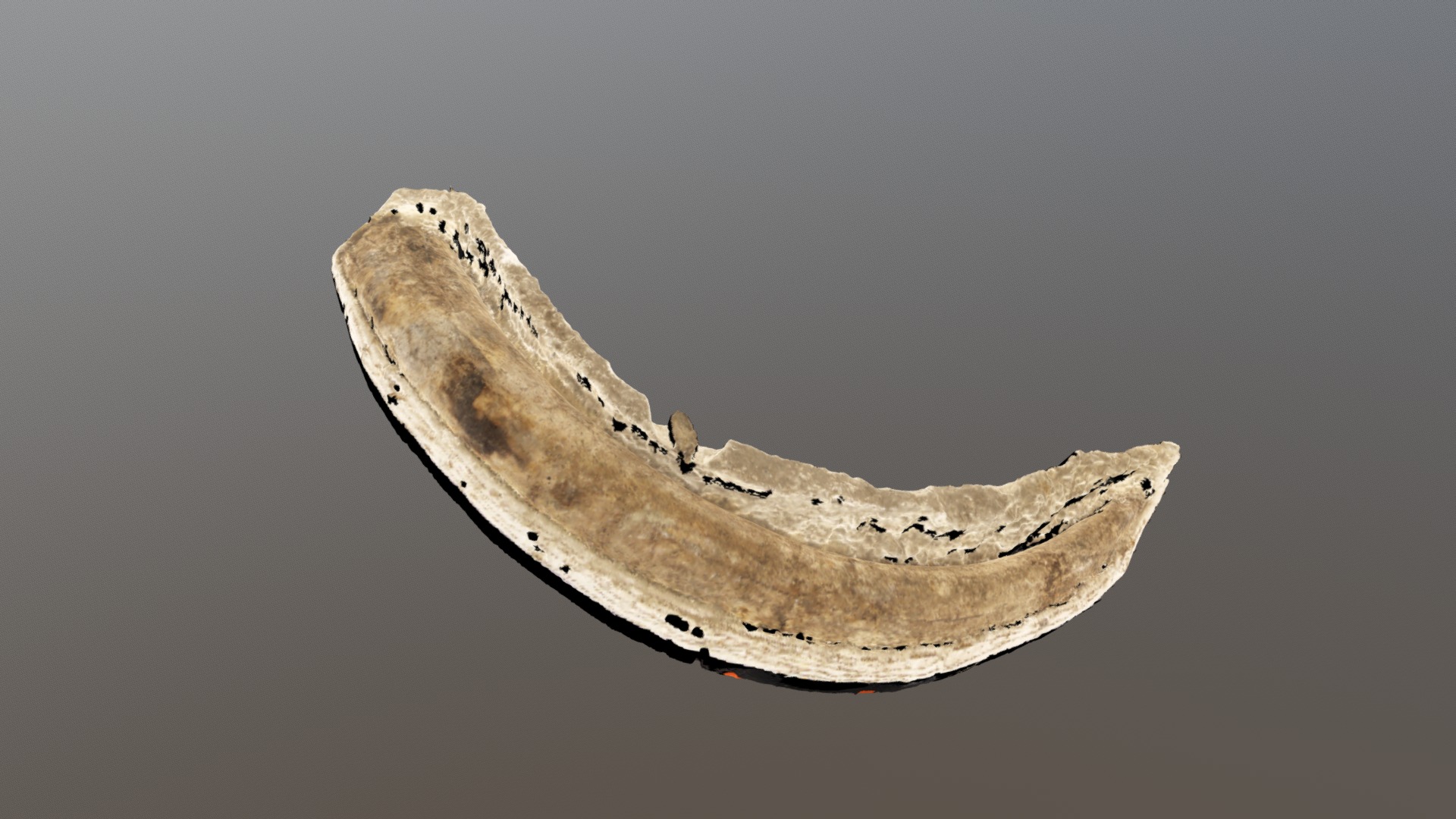Mammoth Tusk (VCU_3D_3819) - 3D model by Virtual Curation Lab ...