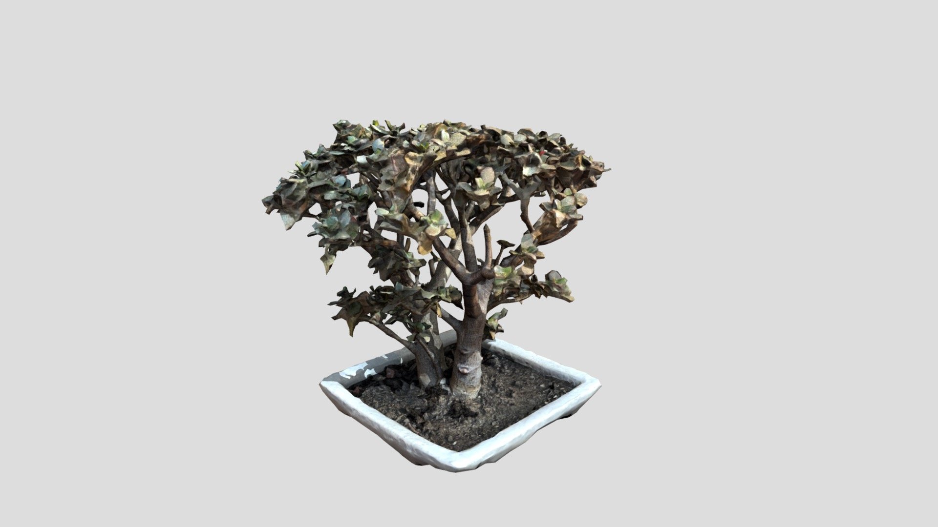 Bonzai photogrammetry scan - Download Free 3D model by tnigro [eb00c13 ...