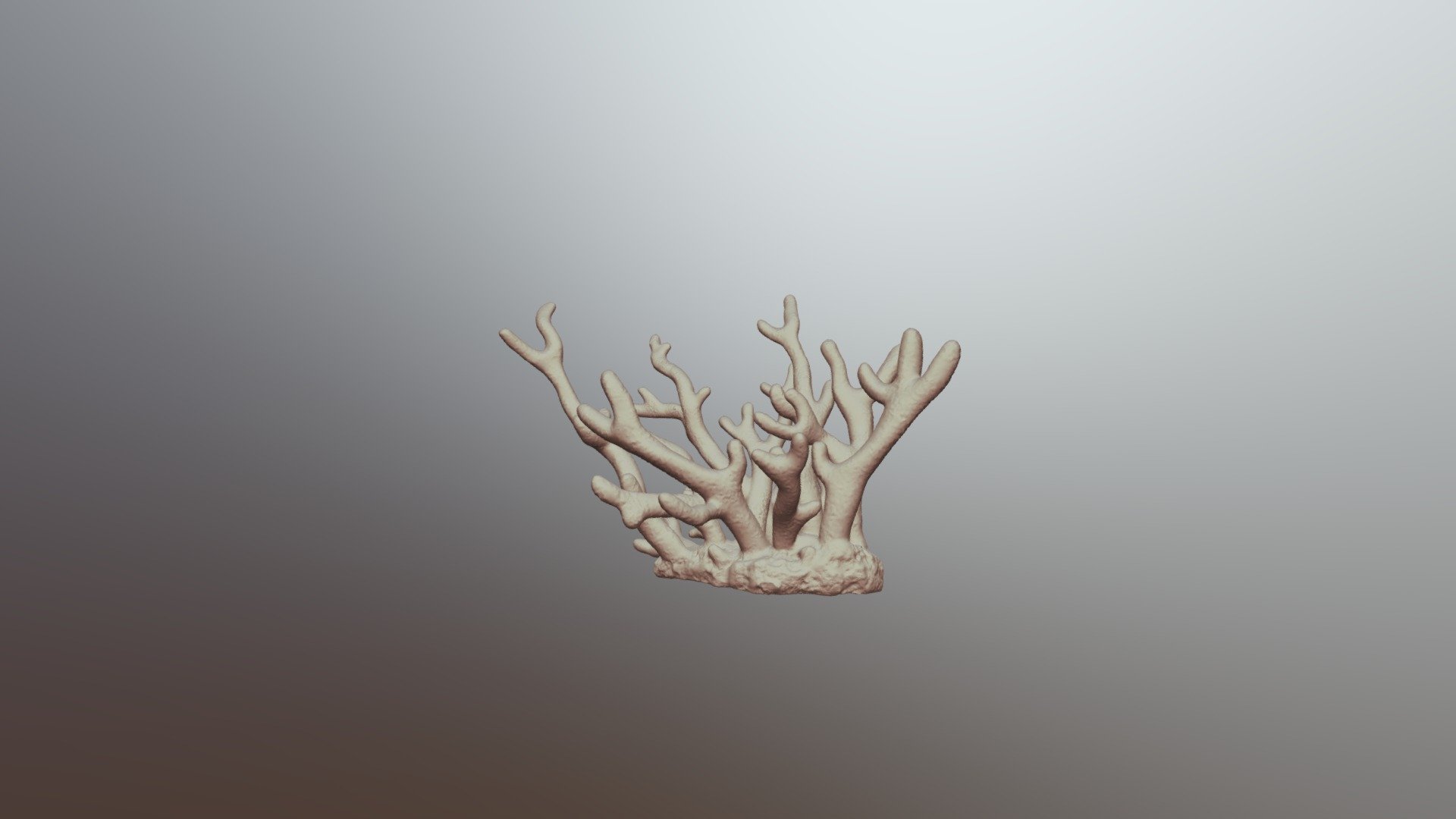 Staghorn coral - 3D model by aariffindik [eb02d86] - Sketchfab