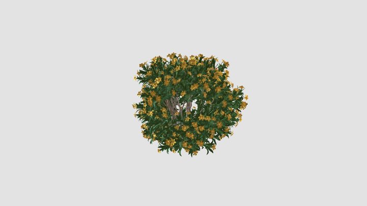 Oleander 3D models - Sketchfab