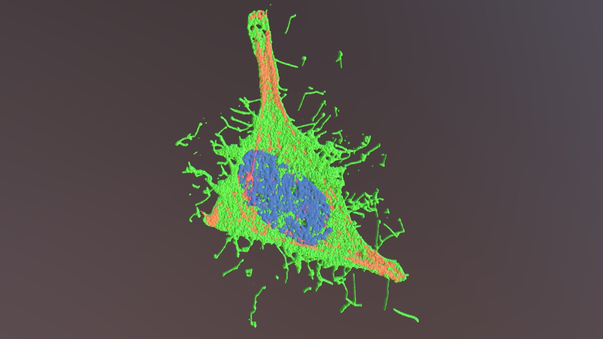Influenza Virus Infected Cell - 3D model by XR Life Science (@GLS ...