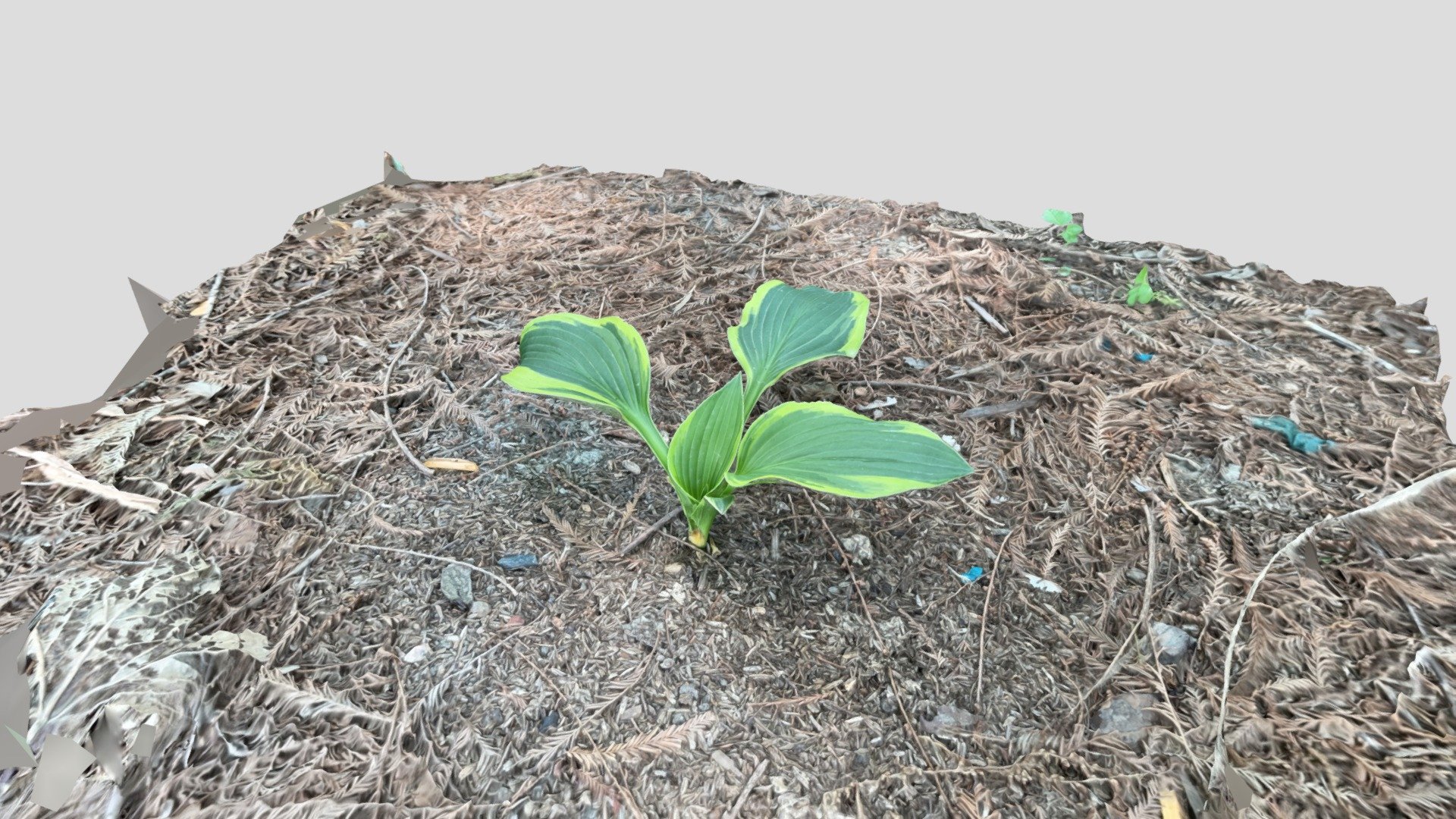 Hosta plantaginea Small (Raw Scan) - Download Free 3D model by RayZh ...