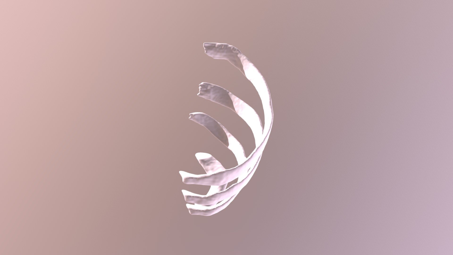 ribs_1 - 3D model by emao2 [eb1156b] - Sketchfab