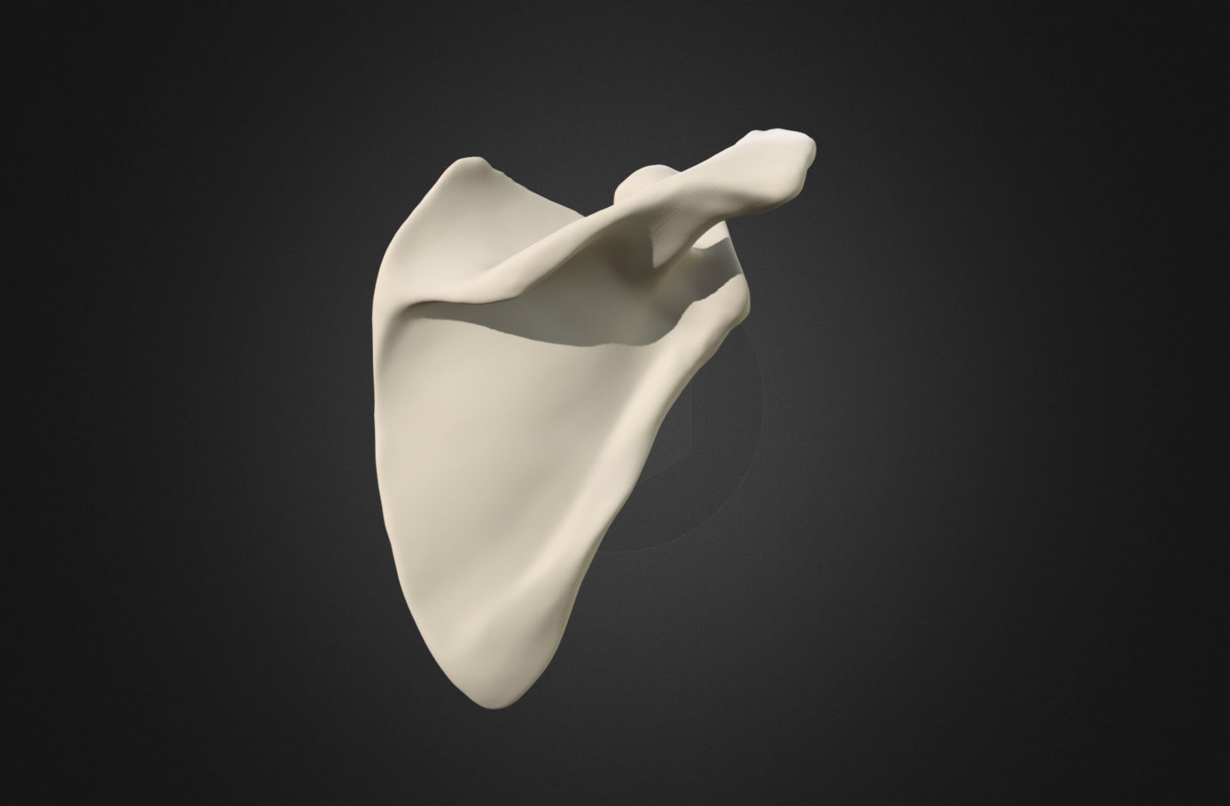 Scapula - 3D model by Anatomy Next (@a4s) [eb1499a] - Sketchfab
